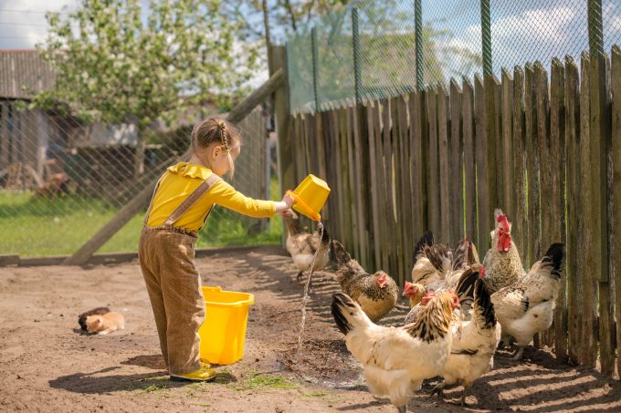 A Complete Beginner’s Guide To Keeping Chickens – Burwood Scene